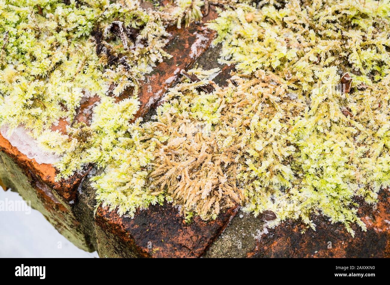 An old red brick topped wall plays host to natural growth of mossess ...