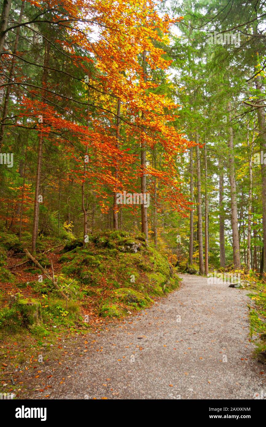 A foot path through a forest in Bavarian Alps Stock Photo - Alamy