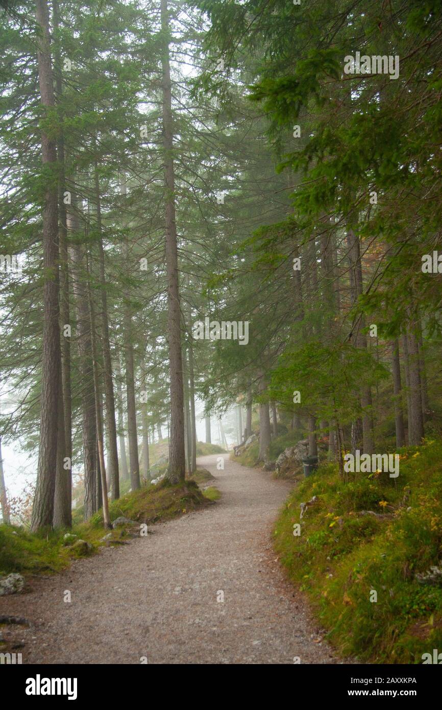 A foot path through a forest in Bavarian Alps Stock Photo - Alamy