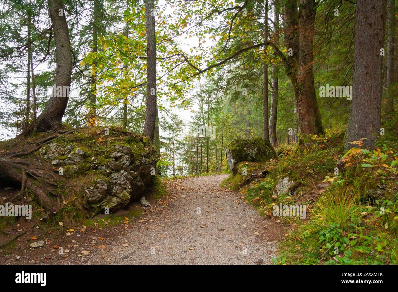 A foot path through a forest in Bavarian Alps Stock Photo - Alamy