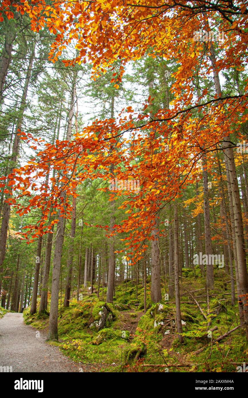 Indian summer forest path hi-res stock photography and images - Alamy
