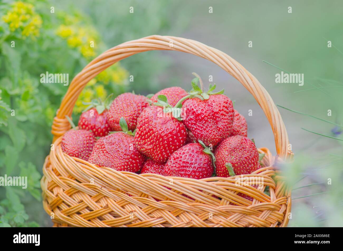 Strawberry on nature background. Strawberries in basket Stock Photo - Alamy