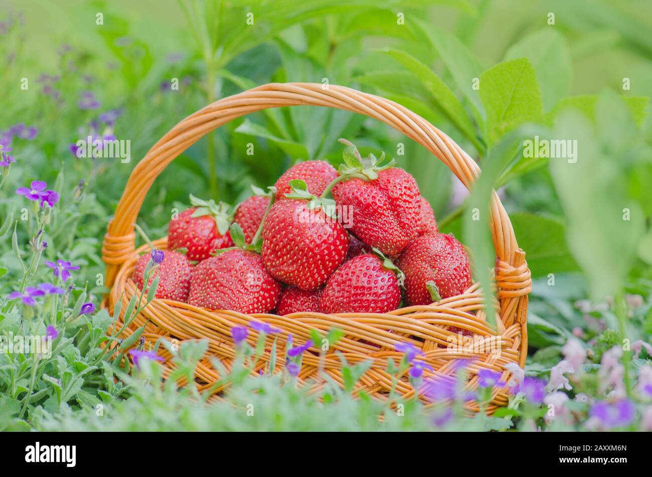 Strawberry on nature background. Strawberries in basket Stock Photo - Alamy