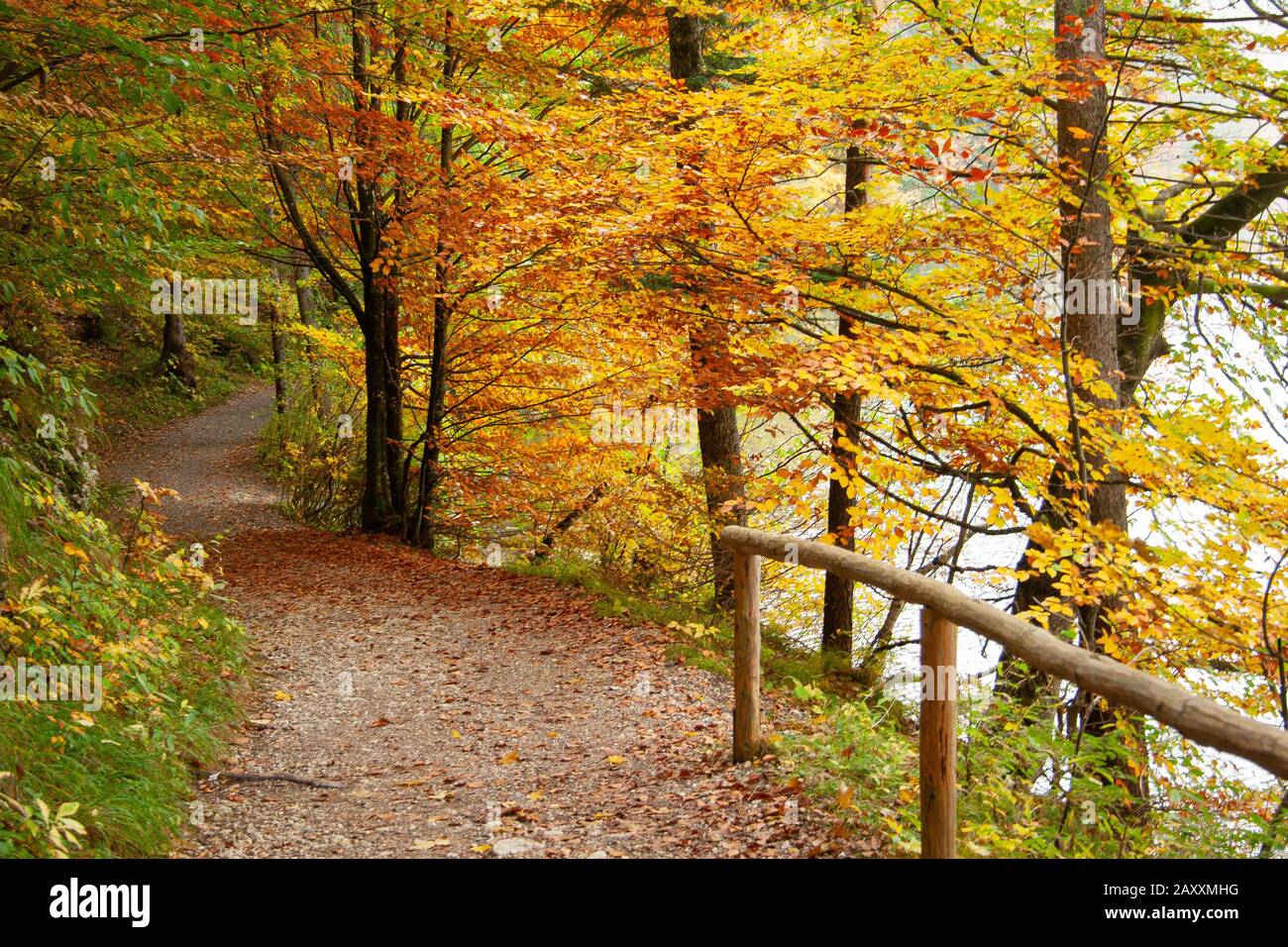 A foot path through a forest in Bavarian Alps Stock Photo - Alamy