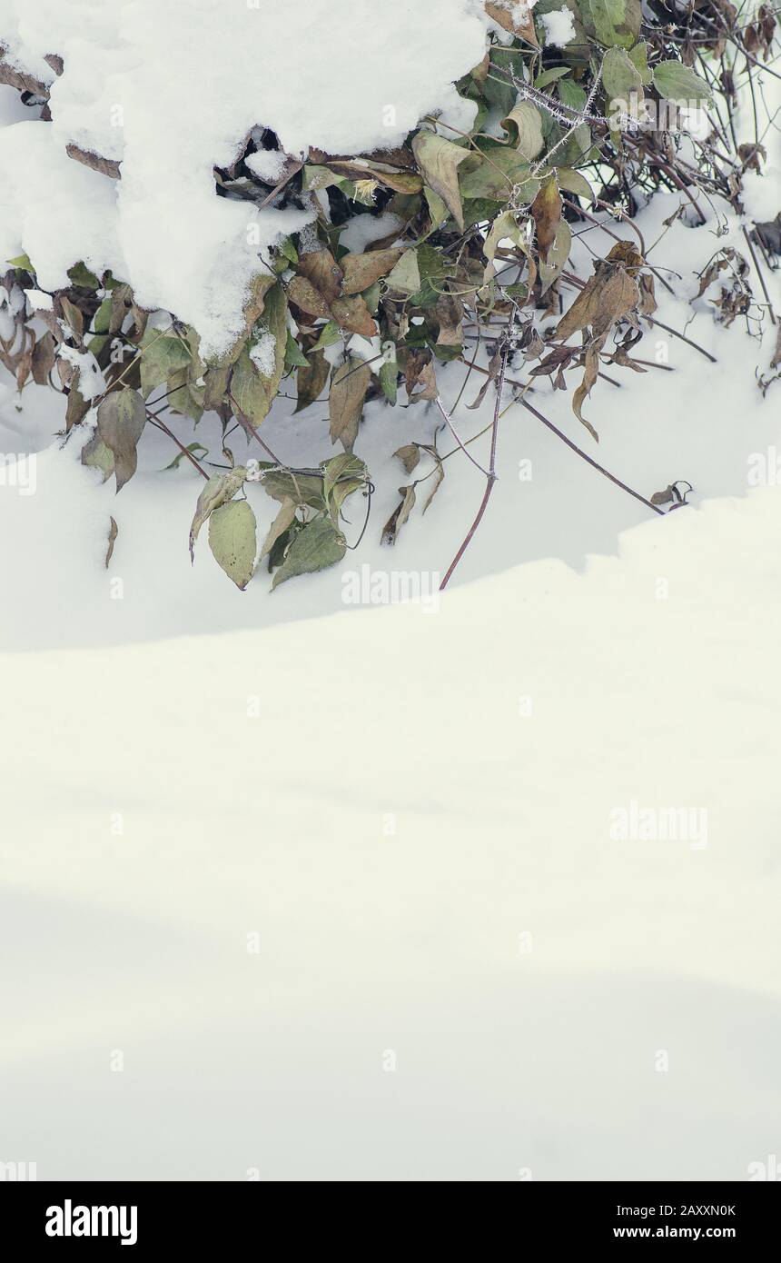 Winter abstract blurred background. Winter garden background with snow ...