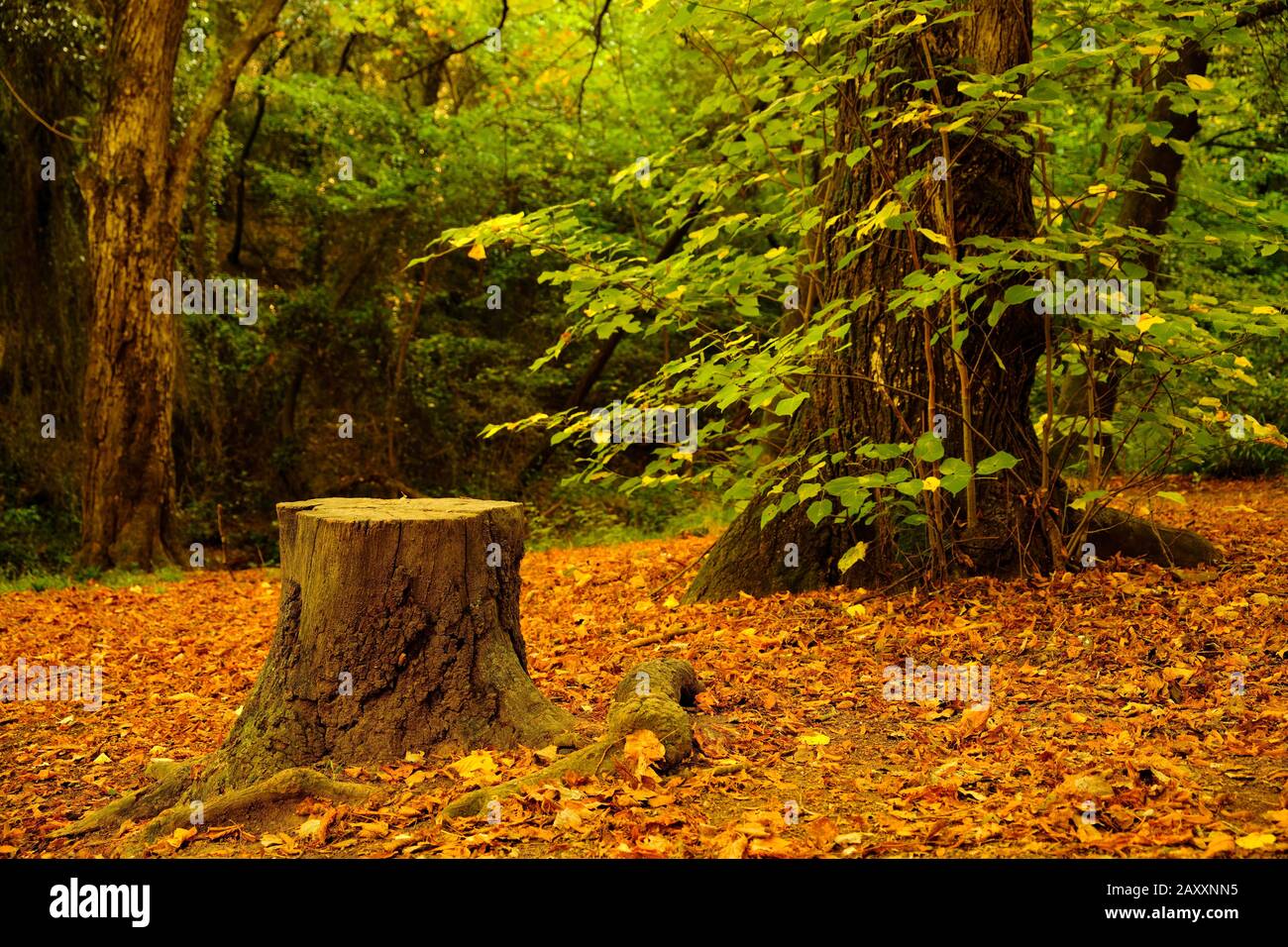Tree stump surrounded by fallen leaves in a chestnut tree Stock Photo ...