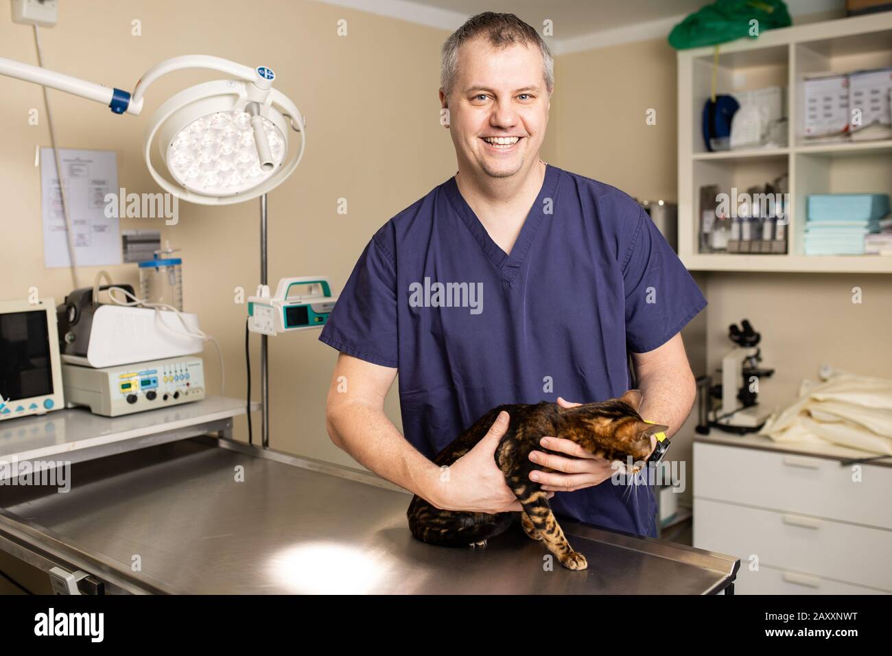 positive doctor after examination of cat in veterinary clinic Stock ...