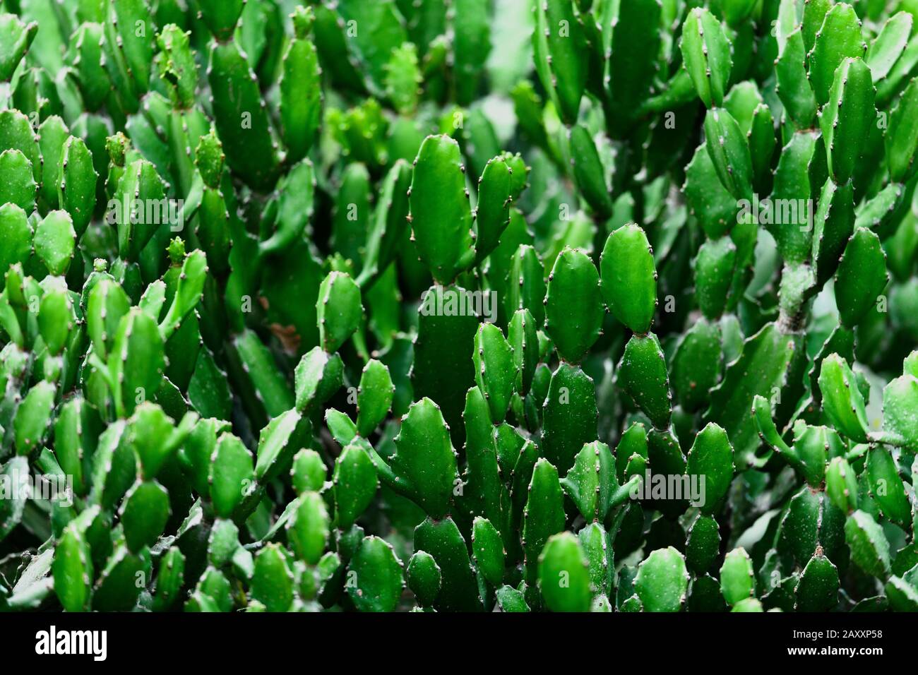 FLora of Chinnar, Chinnar Wildlife Sanctuary is a unique protected area ...