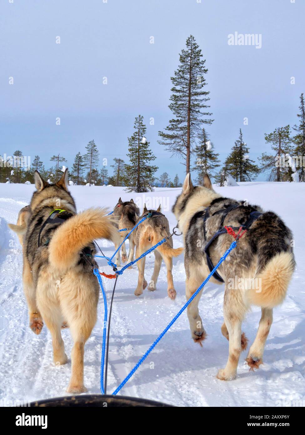 Rear view of dogs sledding on snow covered landscape against clear sky ...