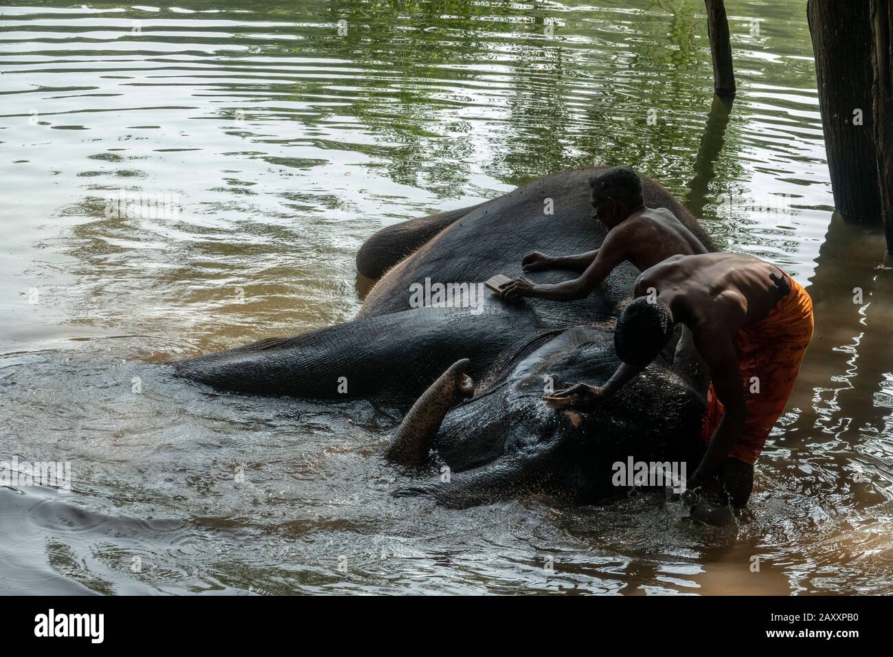 Elephant bath in Kottor Elephant Rehabilitation Centre is a care & cure ...