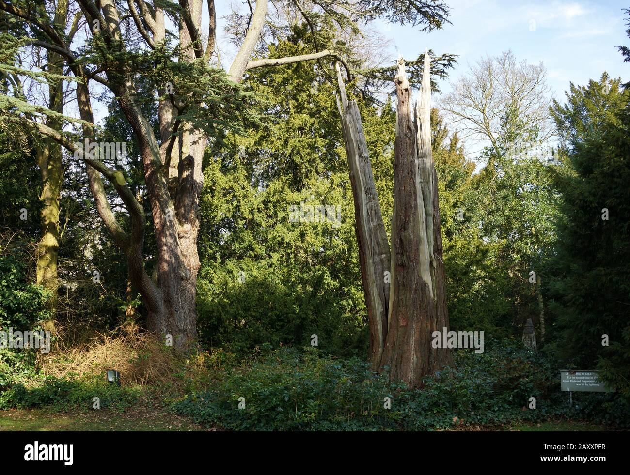 Anglesey Abbey, Lode, Cambridge, UK Giant Red Wood Lightening Strike ...