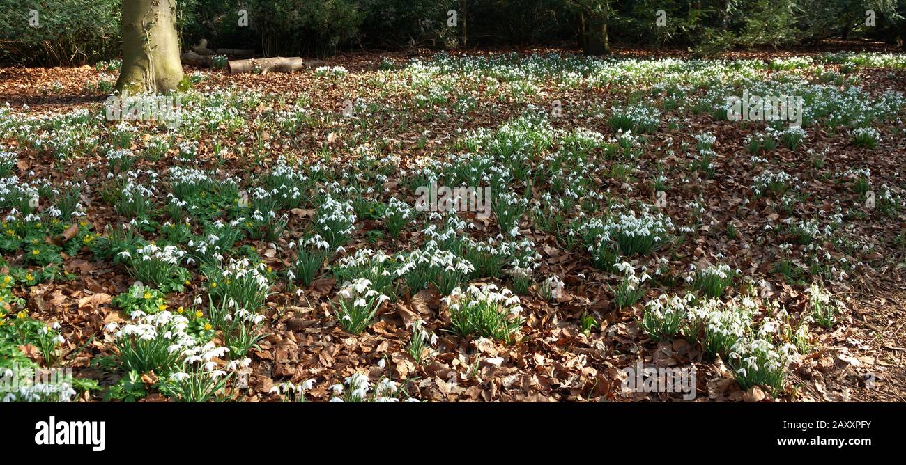 Anglesey abbey gardens hi-res stock photography and images - Alamy