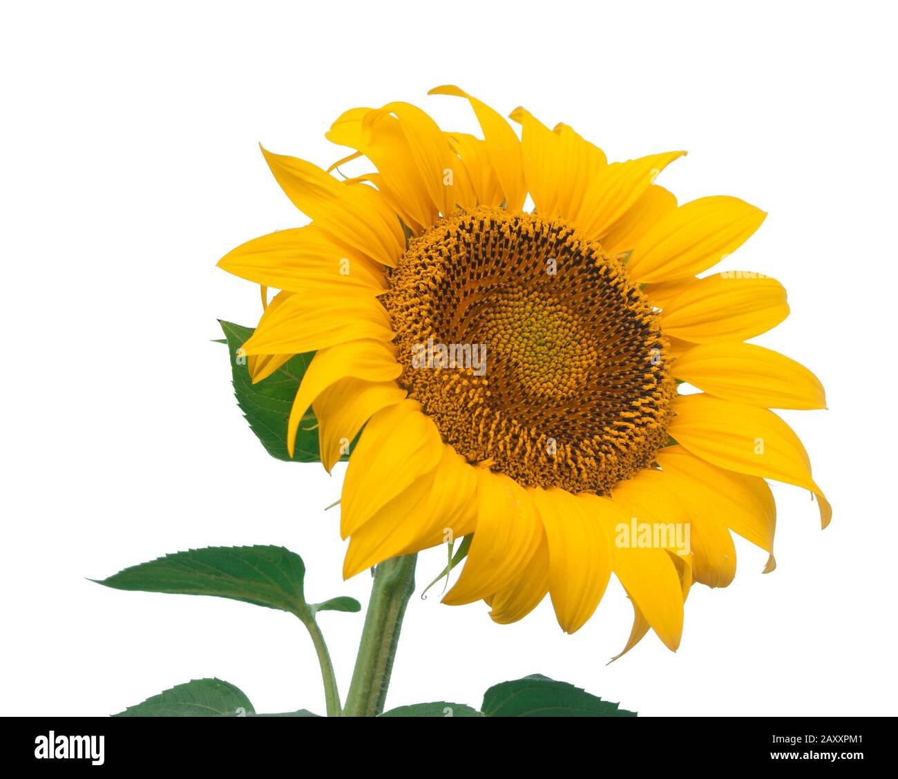 Sunflower oil flowering. Plant isolated on white background Stock Photo ...