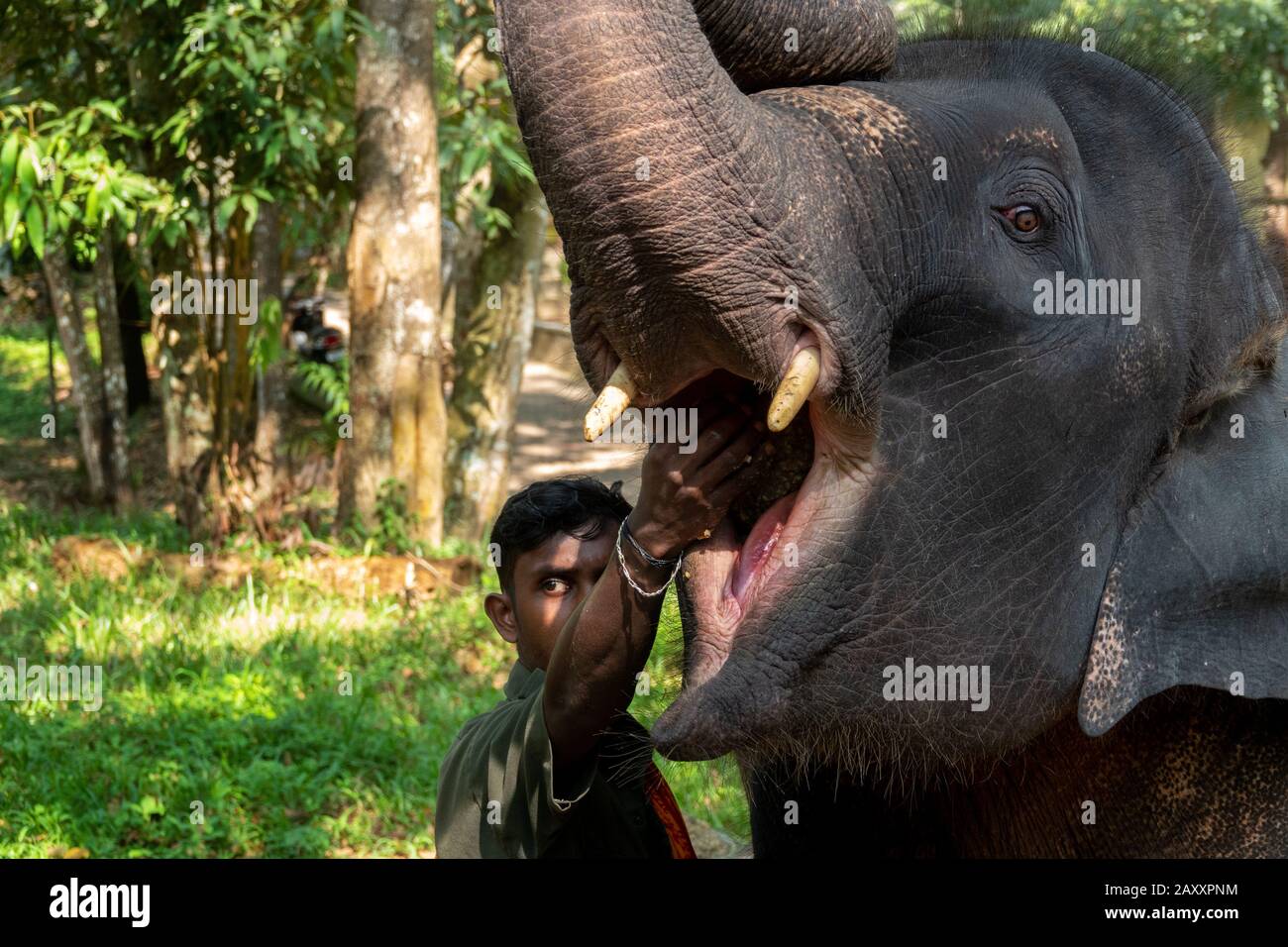 Elephant bath in Kottor Elephant Rehabilitation Centre is a care & cure ...