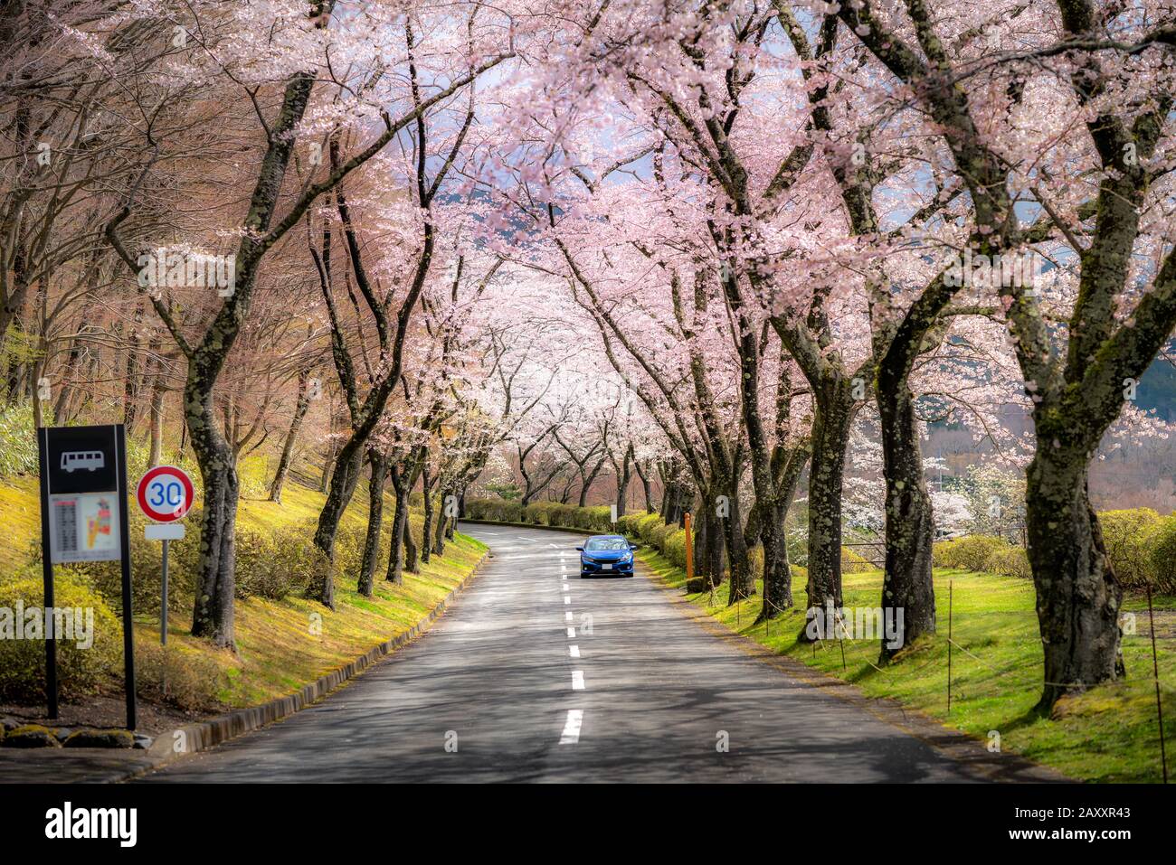 Beautiful view of Cherry blossom tunnel during spring season in April ...