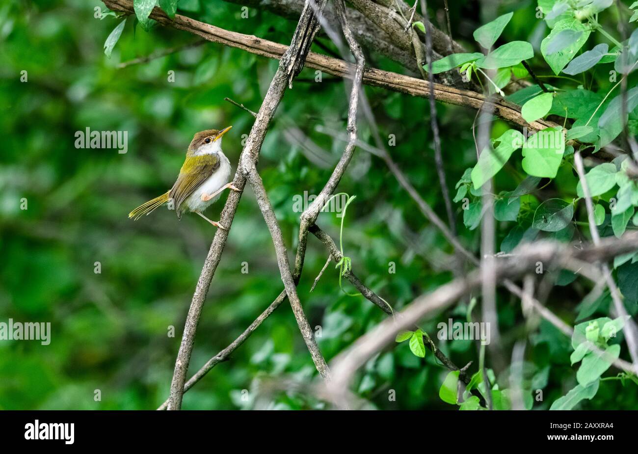 Common tailorbird, Chinnar Wildlife Sanctuary is a unique protected ...