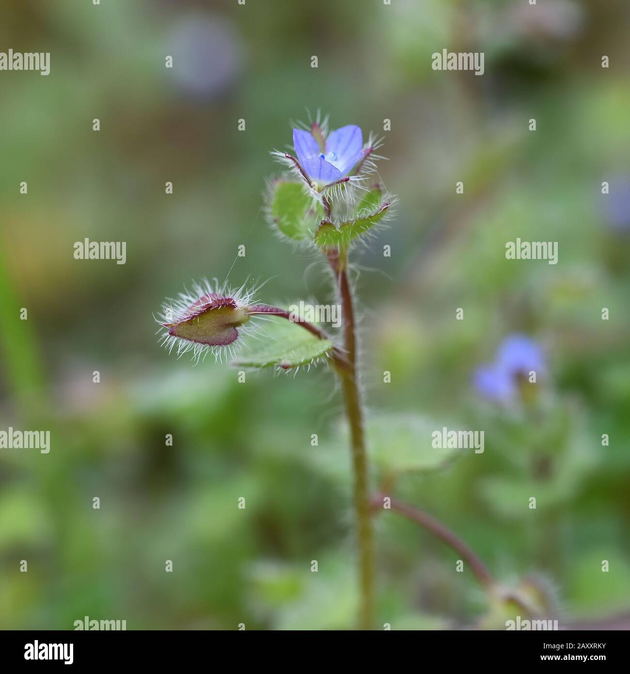 Small purple flower with heart-shaped bud Stock Photo - Alamy
