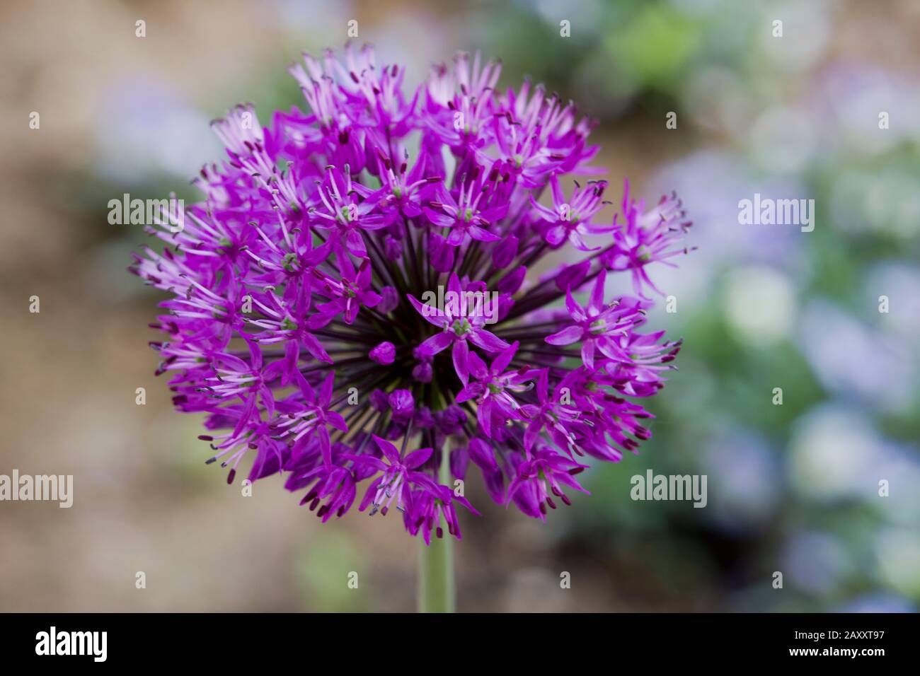 Allium up close hi-res stock photography and images - Alamy