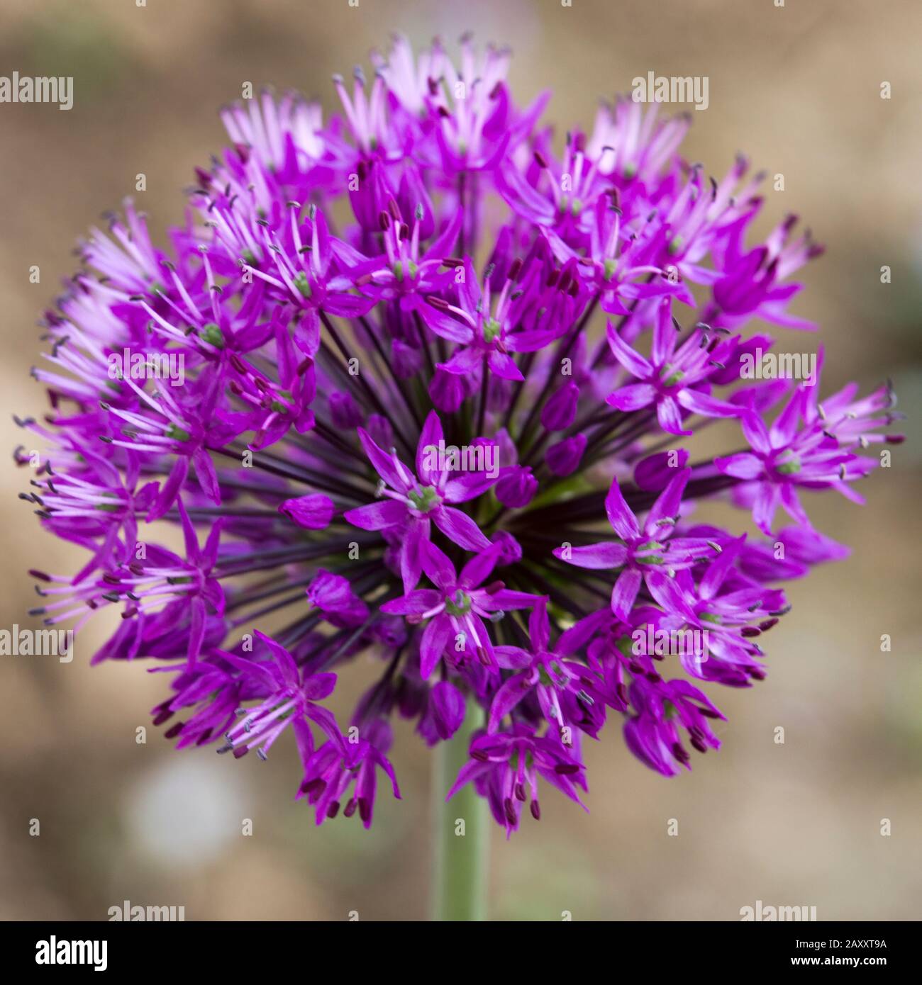 Allium up close hi-res stock photography and images - Alamy