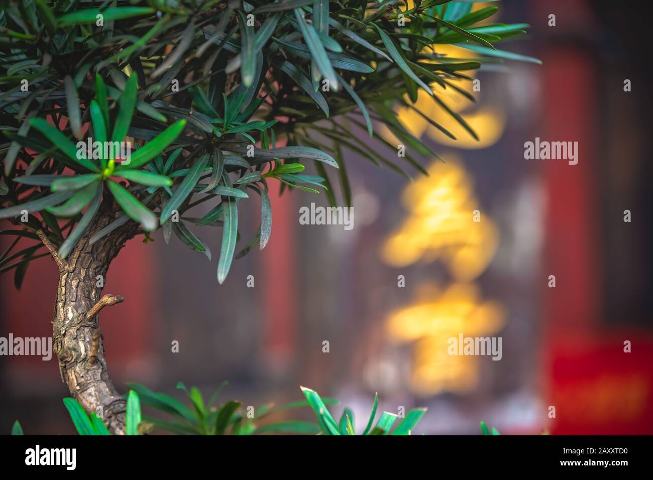 Small bonsai tree with golden chinese writing characters on a wall in ...