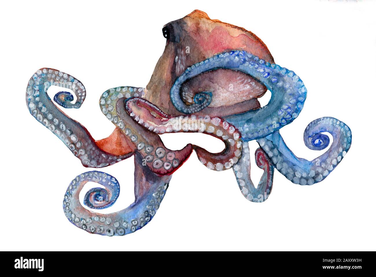 Octopus Watercolor Painting