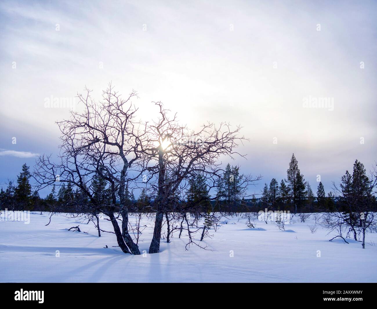A snowed field under a blue sky during winter Stock Photo - Alamy