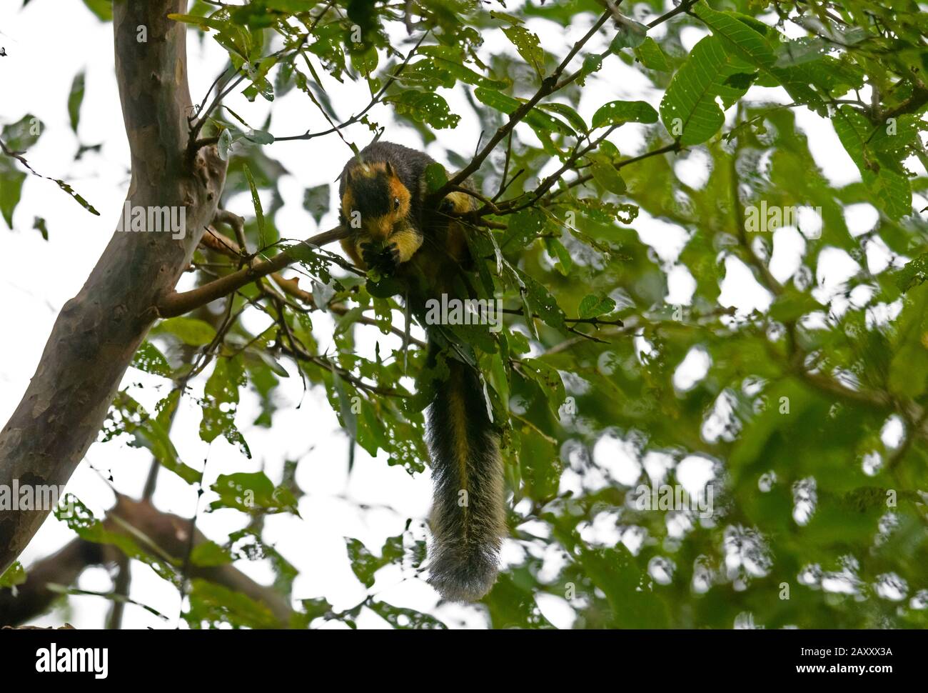 Giant squirrels of western ghats hi-res stock photography and images ...