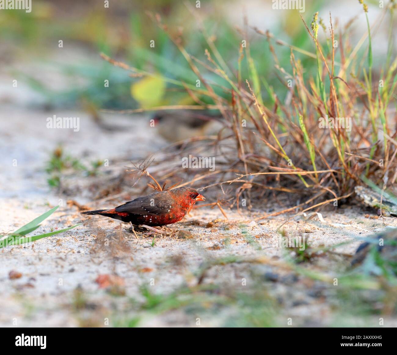 Red munia hi-res stock photography and images - Alamy
