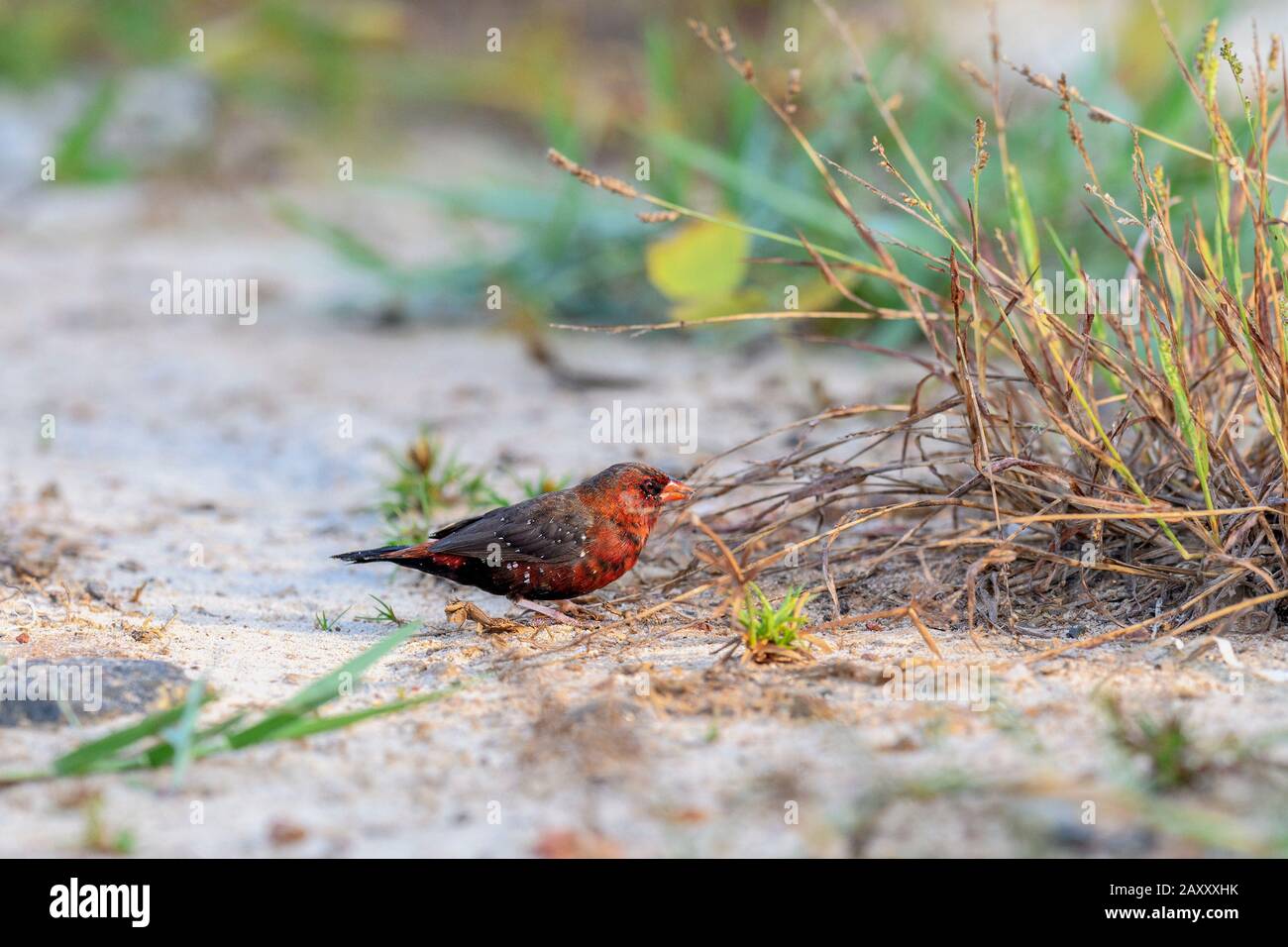 Red munia hi-res stock photography and images - Alamy
