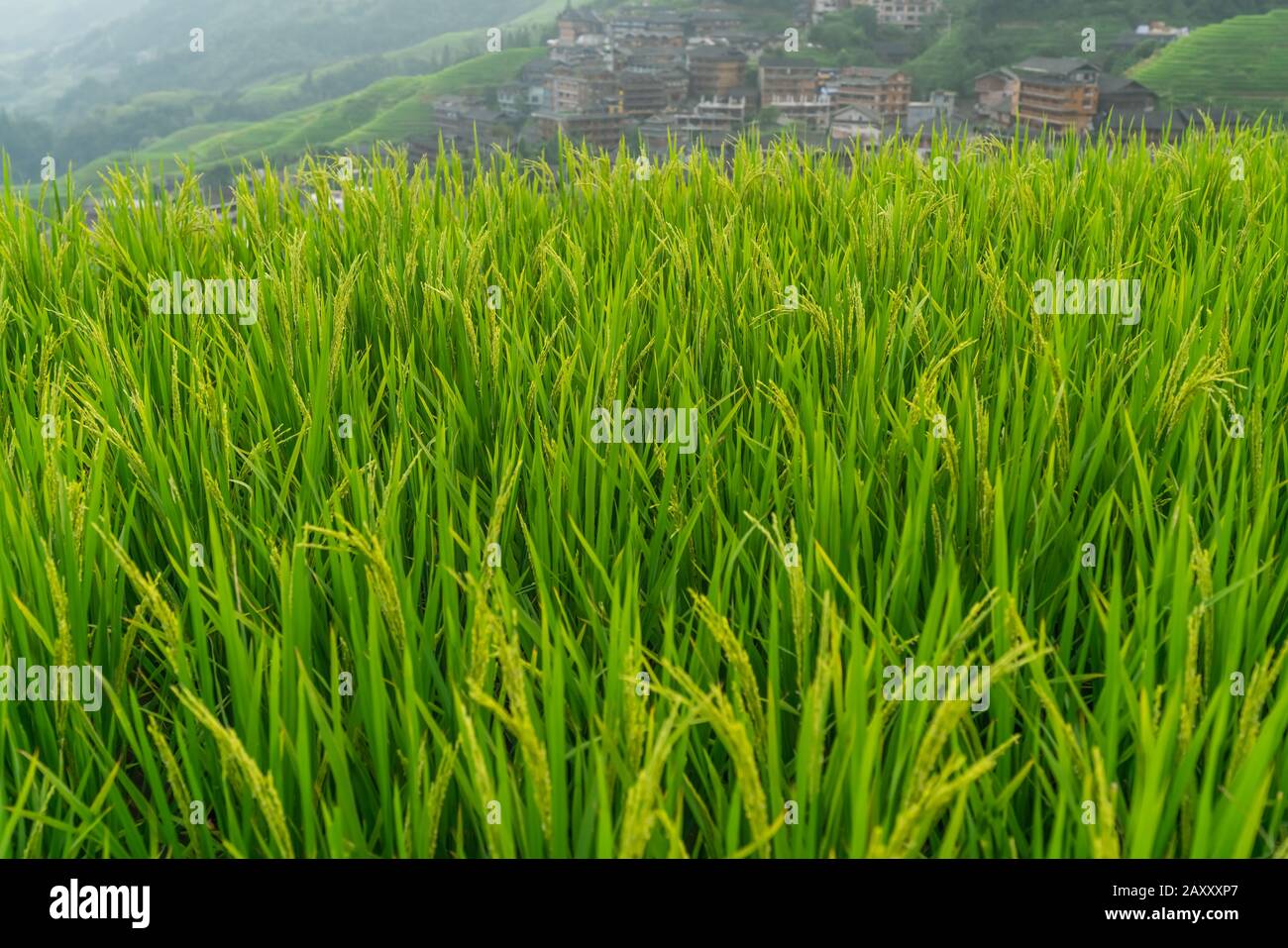 Rice growing slowly on the Longji rice terraces, northeast of China`s ...