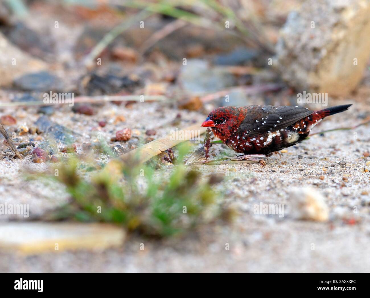 Red munia hi-res stock photography and images - Alamy