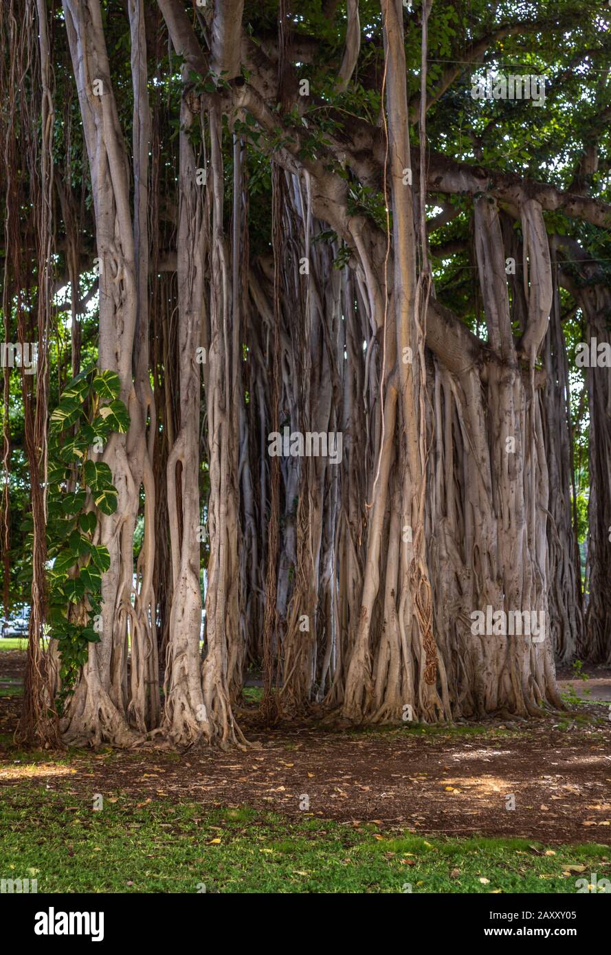 Giant banyan tree in hawaii hi-res stock photography and images - Alamy