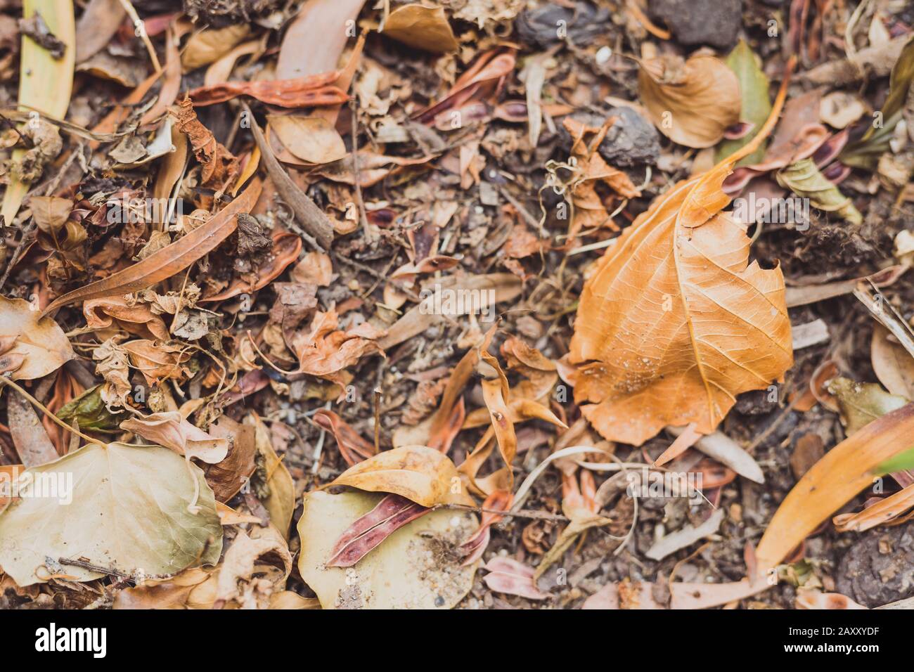 dead leaves fallen from trees with brown colors piling up on the ground ...