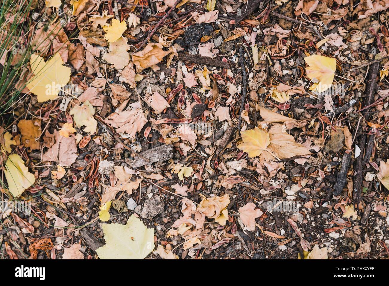 dead leaves fallen from trees with brown colors piling up on the ground ...