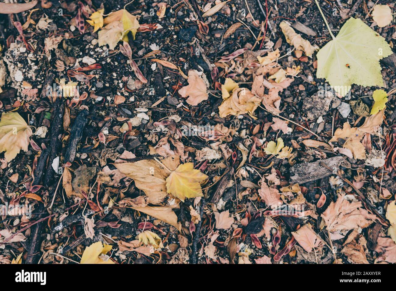dead leaves fallen from trees with brown colors piling up on the ground ...