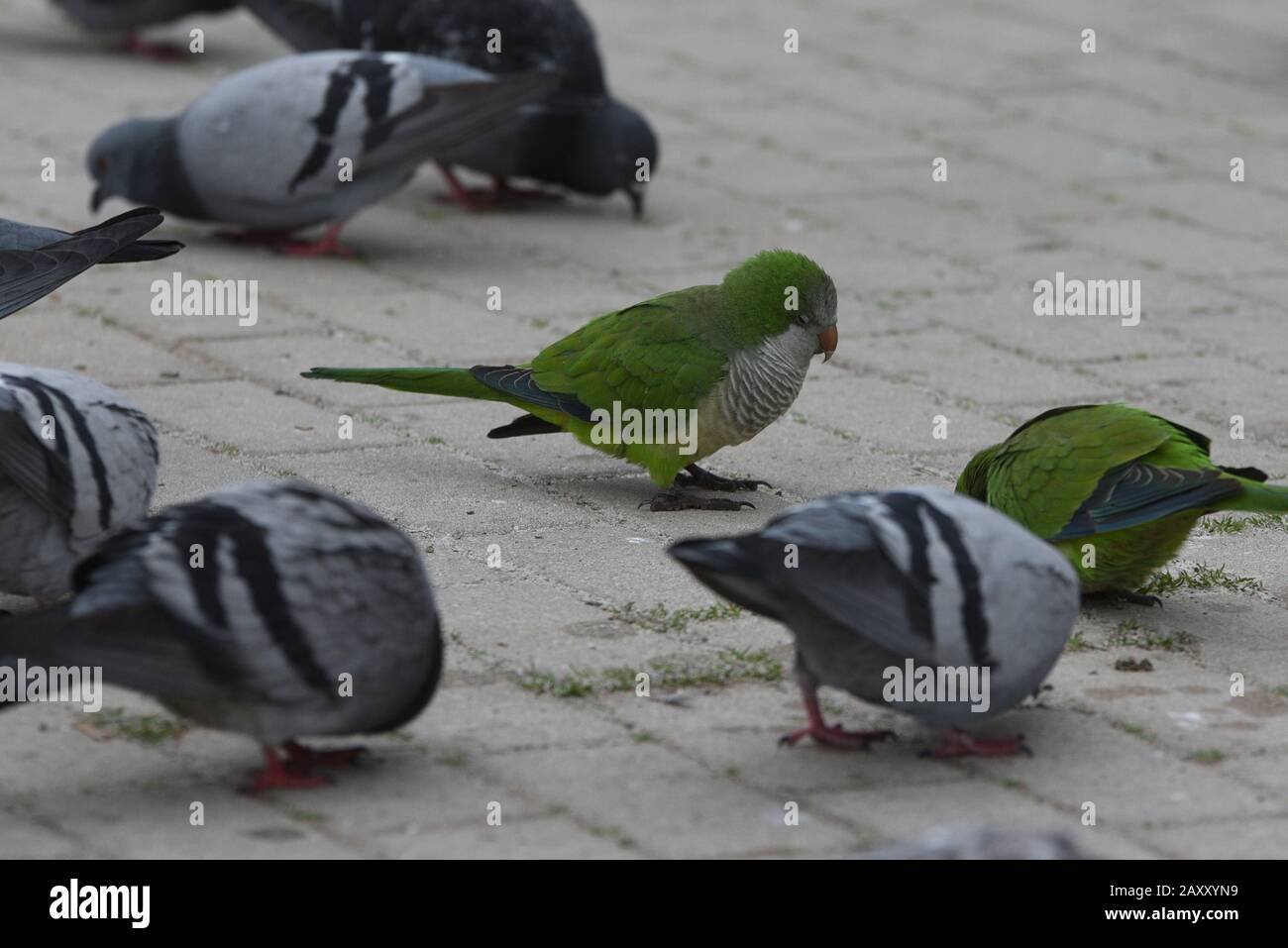 Pigeons and monk hi-res stock photography and images - Alamy