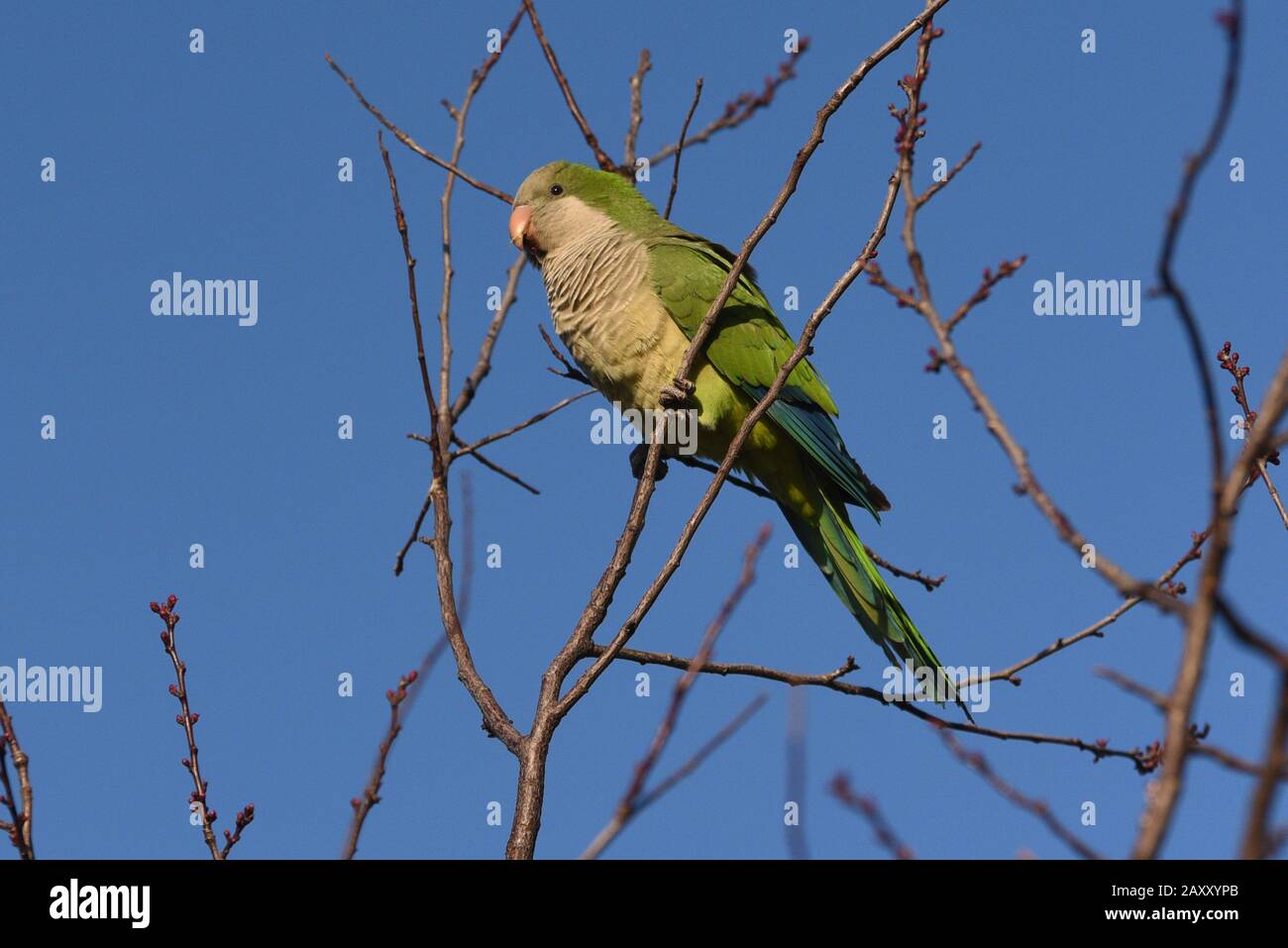 Madrid, Spain. 13th Feb, 2020. A monk parakeet seen at Pradolongo park ...