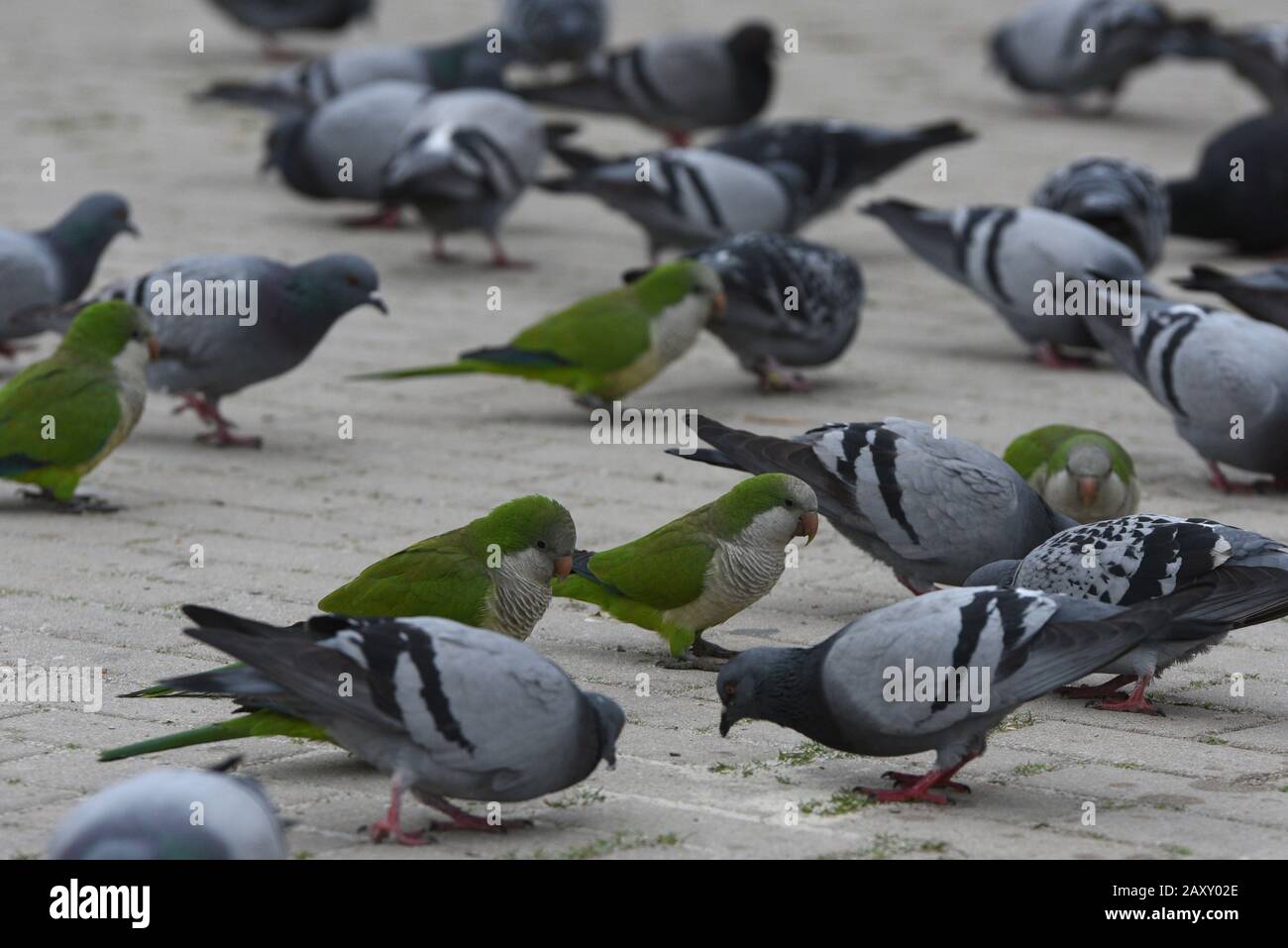 Madrid, Spain. 12th Feb, 2020. Pigeons and monk parakeets seen at ...