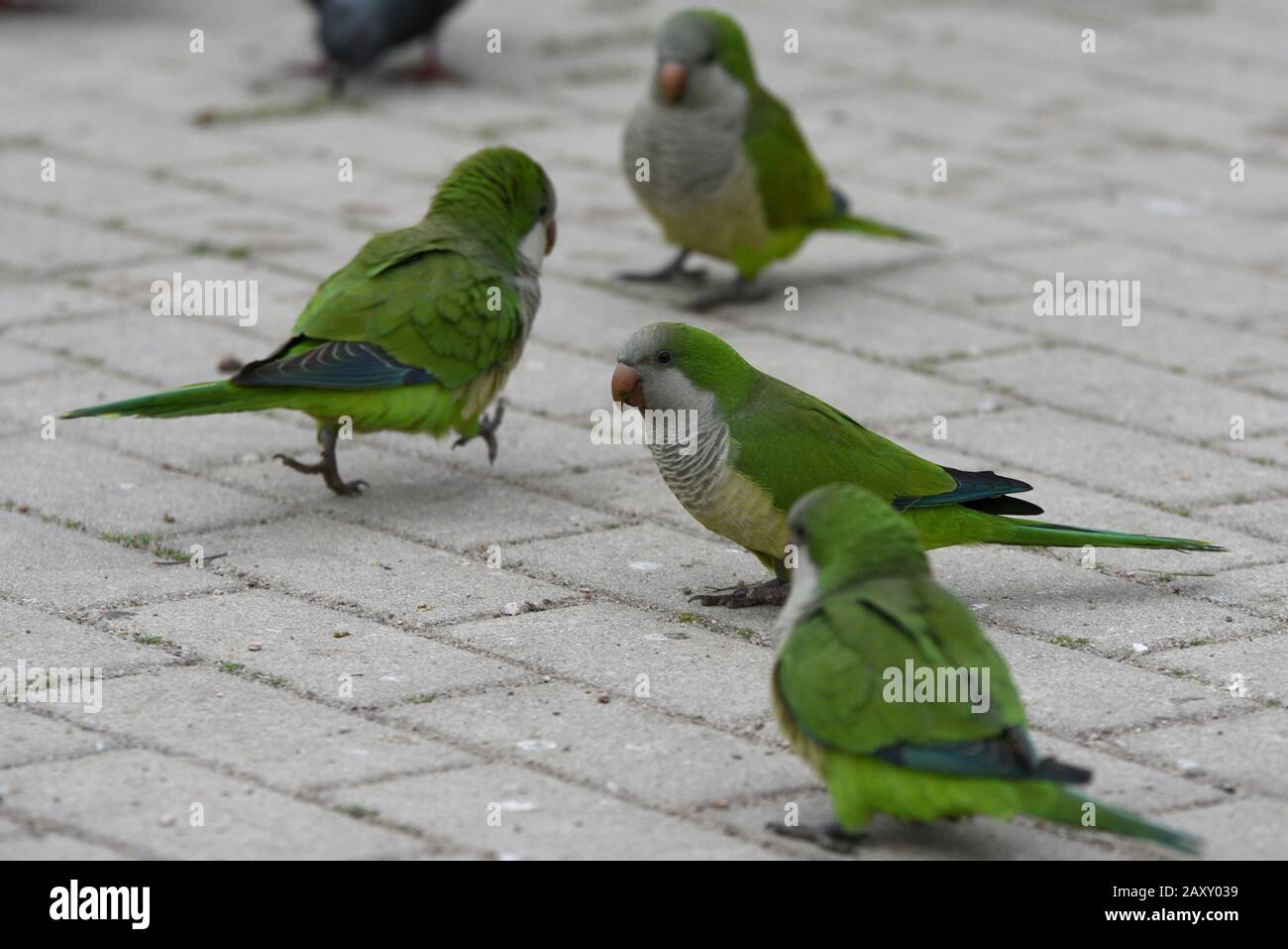 Madrid, Spain. 12th Feb, 2020. Monk parakeets seen at Pradolongo park ...