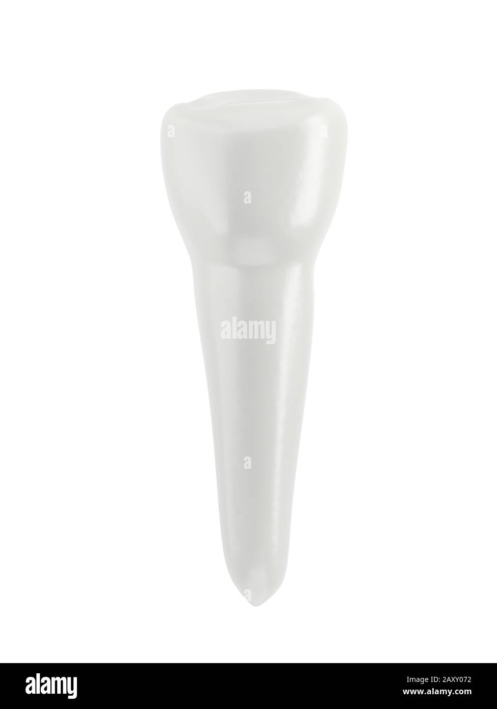 Premolar tooth isolated on white background. 3d illustration. Single ...