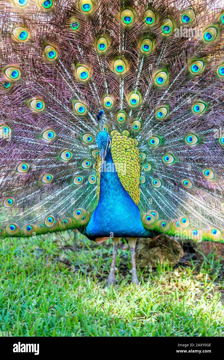 Indian peacock plumage hi-res stock photography and images - Alamy