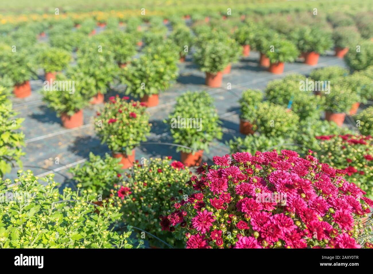 Chrysanthemum Mums on the Field, Chrysanths Plants Stock Photo - Alamy