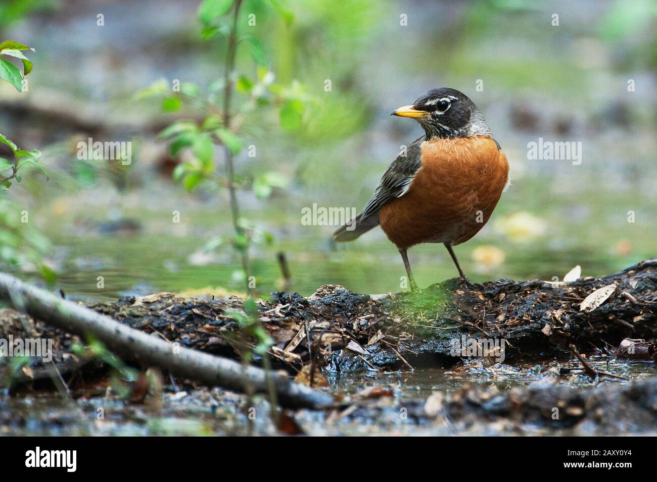 American robin in spring woodland habitat Stock Photo - Alamy