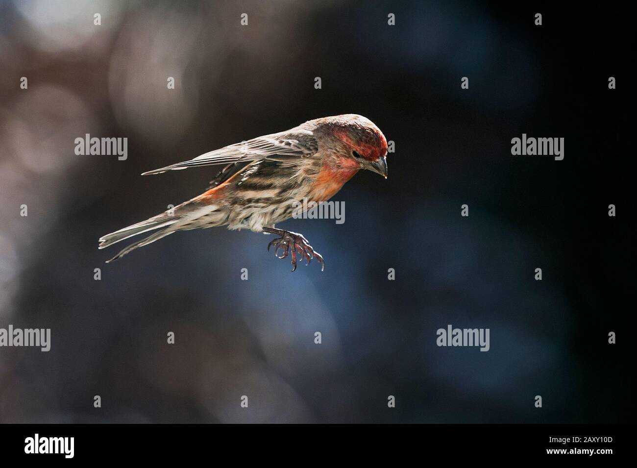 Finches flying hi-res stock photography and images - Alamy