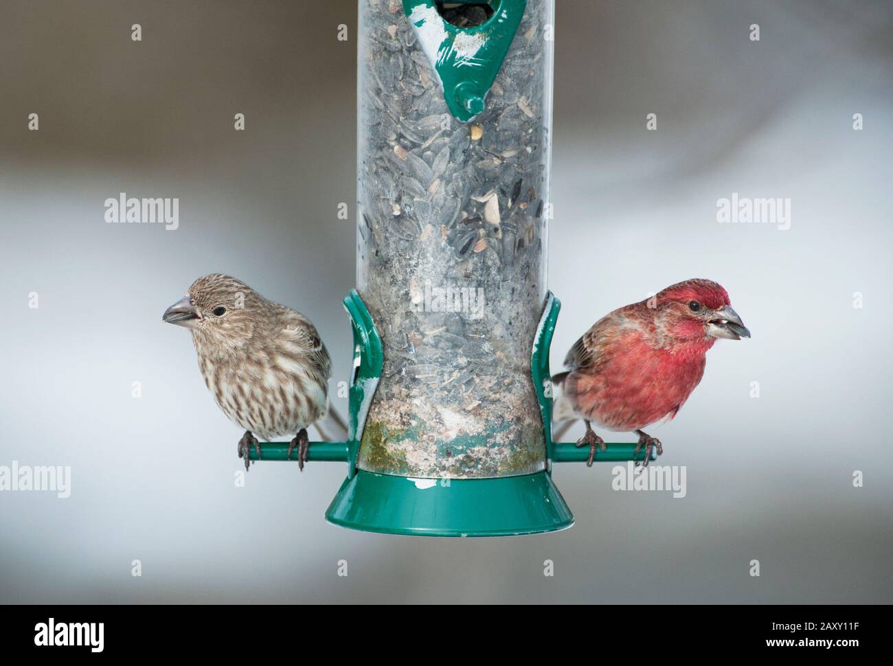 Finches hi-res stock photography and images - Alamy