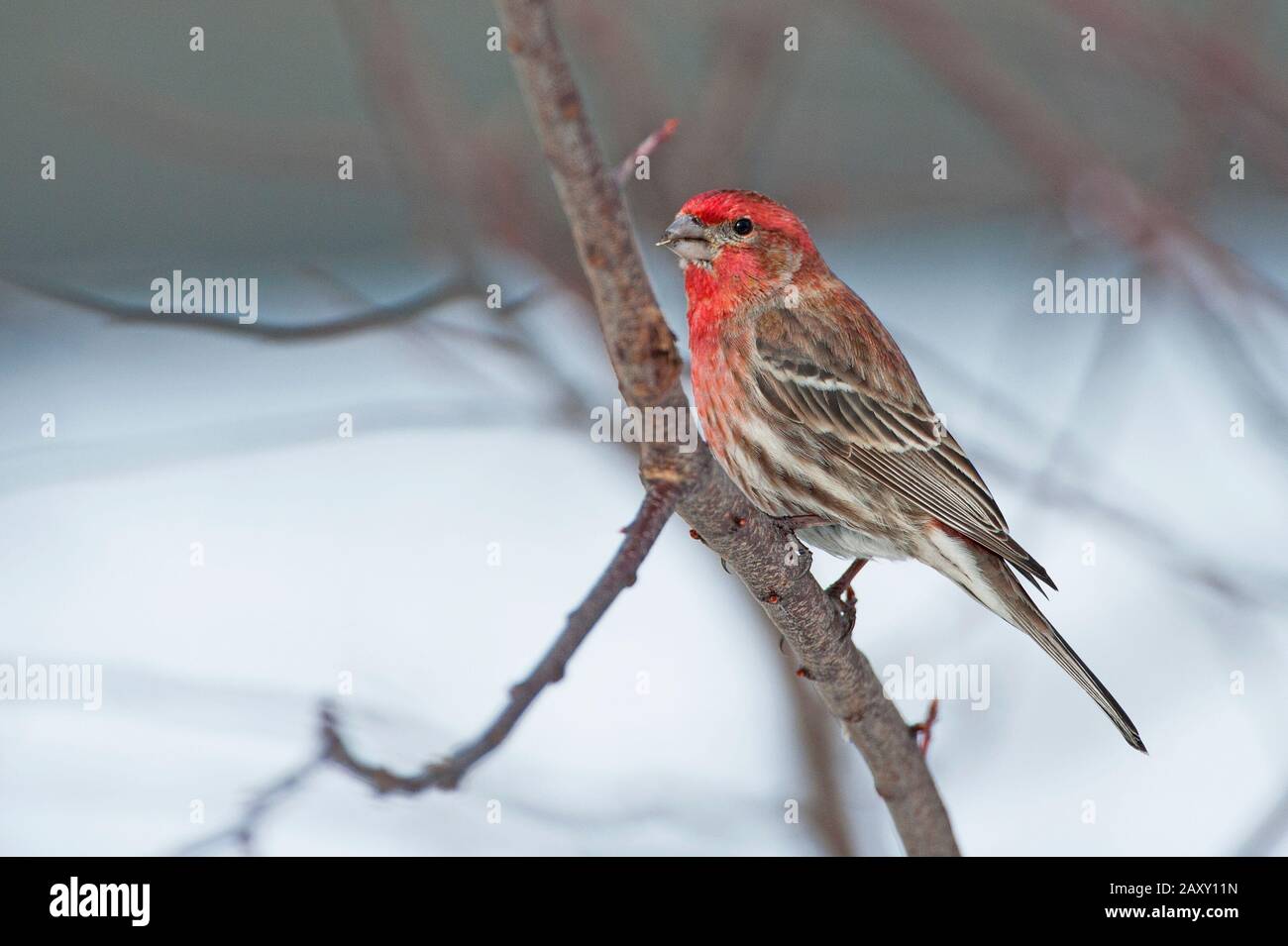 Common house finch hi-res stock photography and images - Alamy
