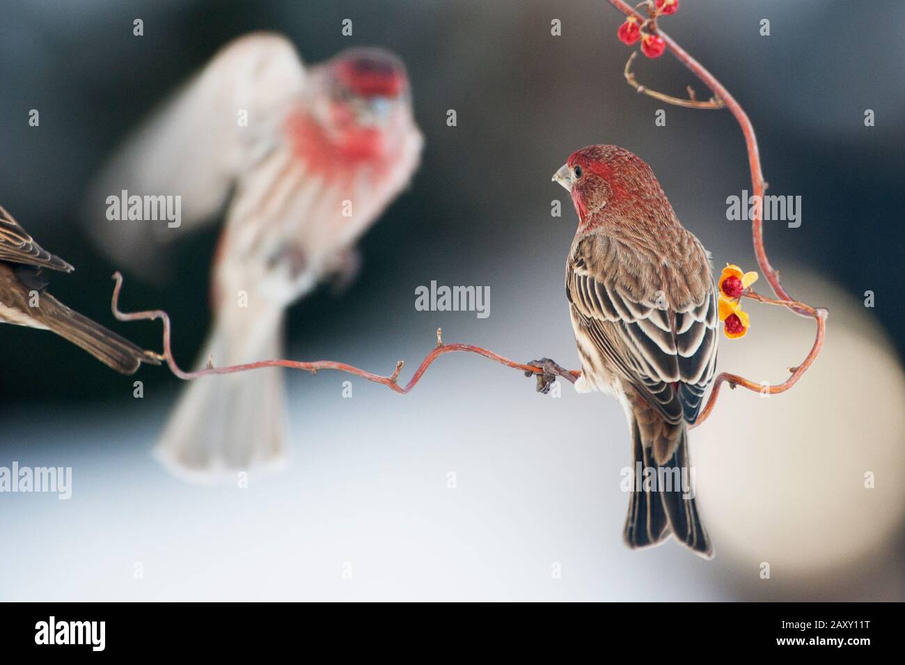 House finch interaction Stock Photo - Alamy