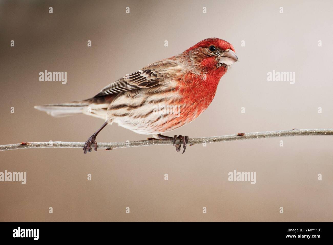 House finches hi-res stock photography and images - Alamy