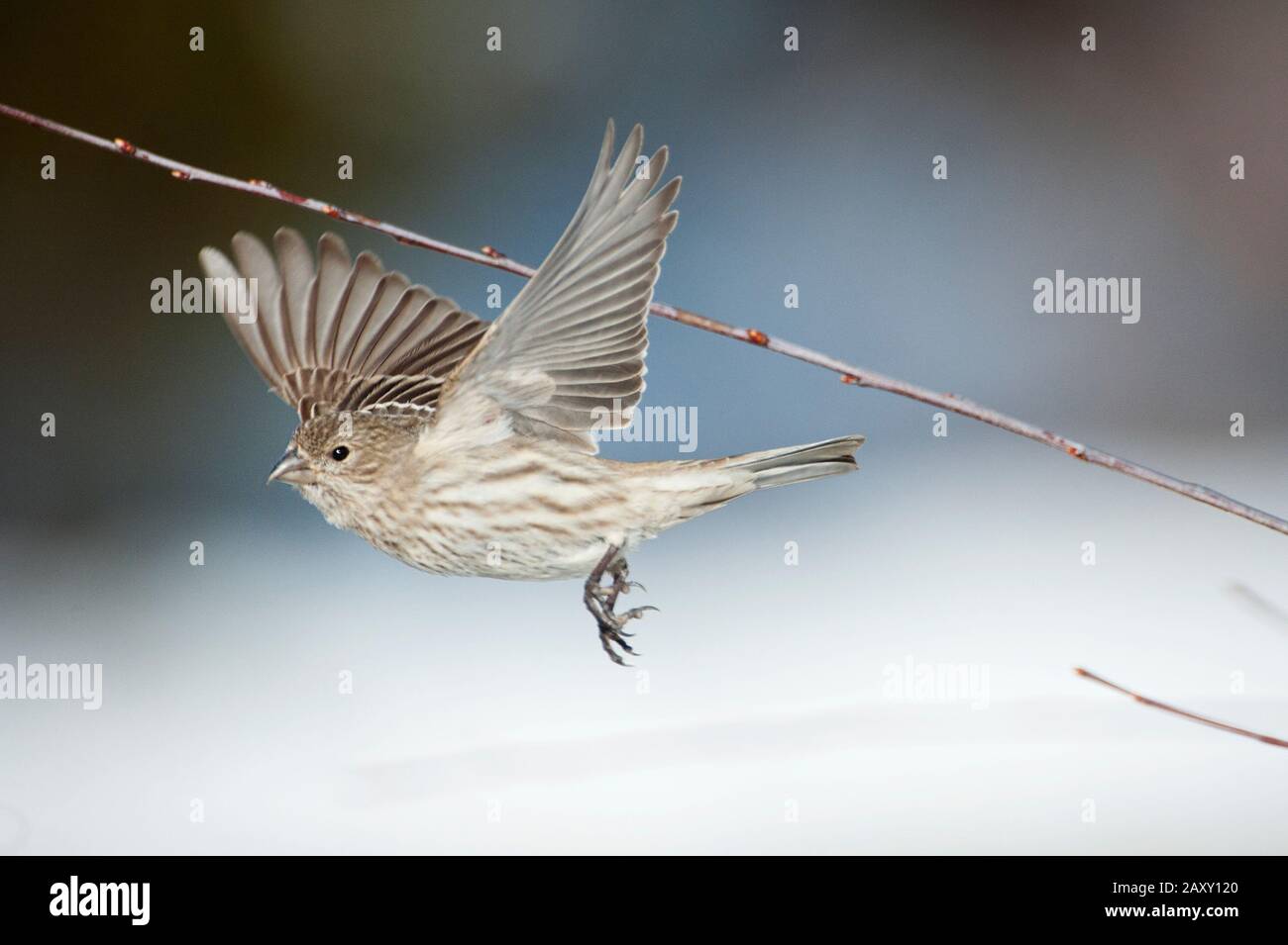 Female house finch flight Stock Photo - Alamy