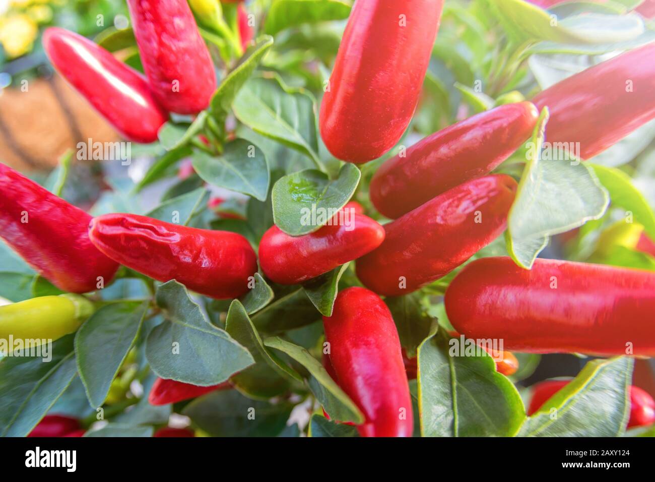 Mini sweet capsicum pepper hi-res stock photography and images - Alamy